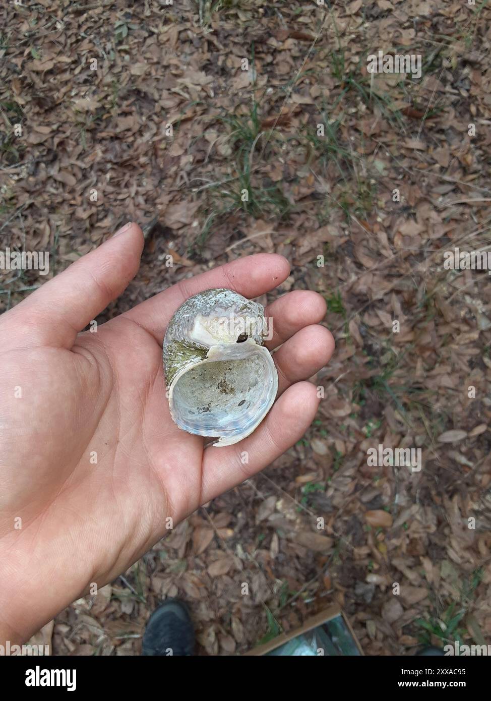 Common Apple Snails (Pomacea) Mollusca Stock Photo - Alamy