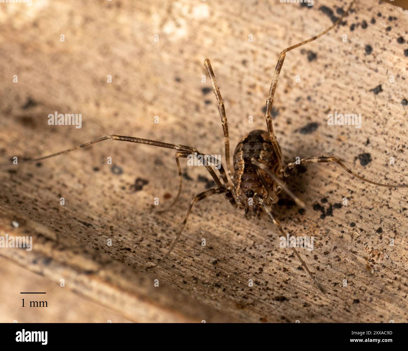 Harvestmen (Opiliones) Arachnida Stock Photo - Alamy