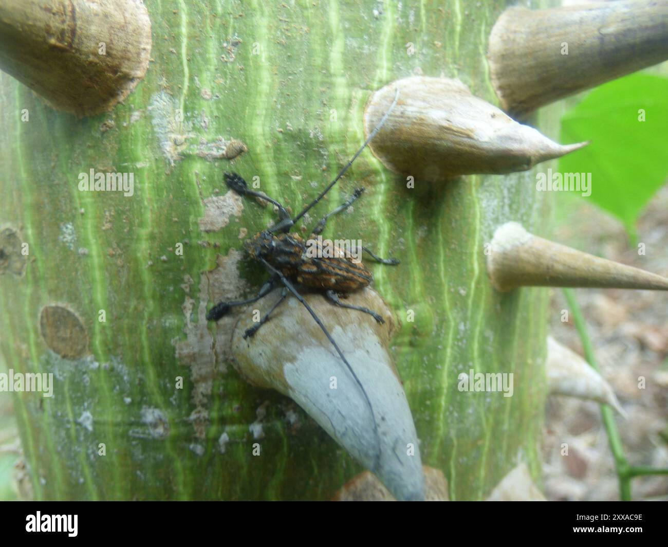 (Steirastoma histrionicum) Insecta Stock Photo - Alamy