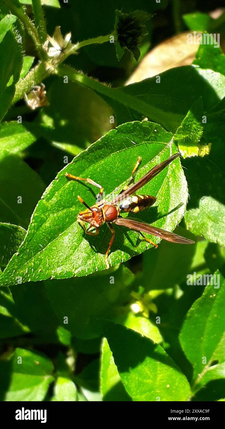 Variegated Paper Wasp (Polistes versicolor) Insecta Stock Photo - Alamy