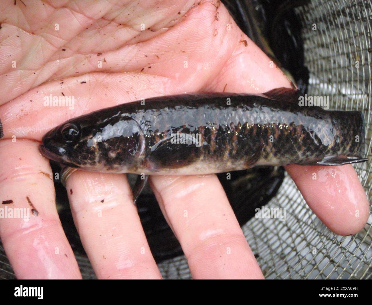 Central mudminnow hi-res stock photography and images - Alamy