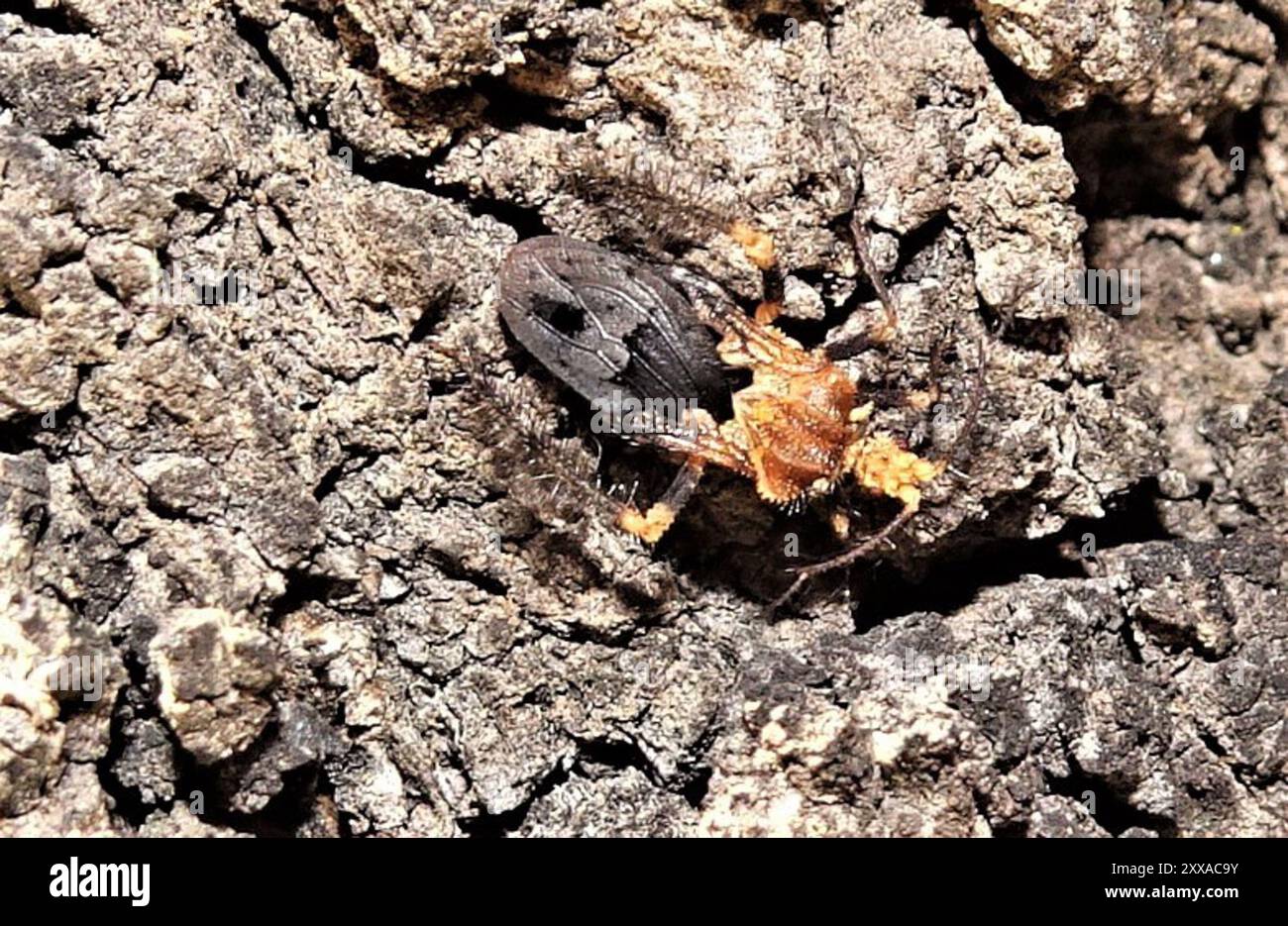 (Ptilocnemus femoralis) Insecta Stock Photo - Alamy