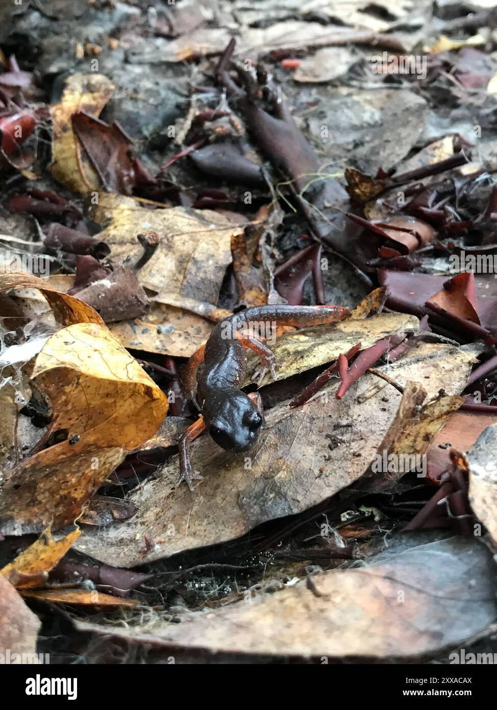 Ensatina (Ensatina eschscholtzii) Amphibia Stock Photo - Alamy