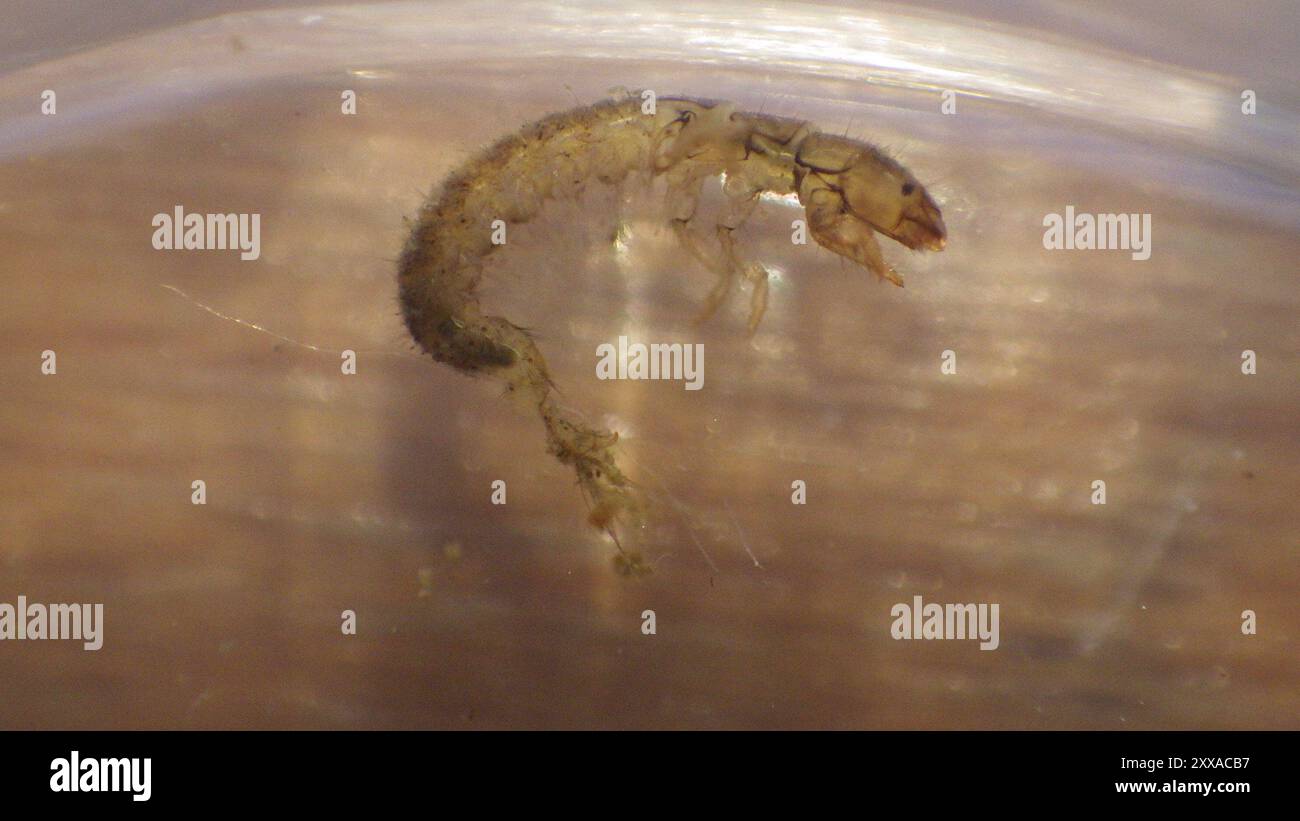 Little Sister Sedges (Cheumatopsyche) Insecta Stock Photo - Alamy