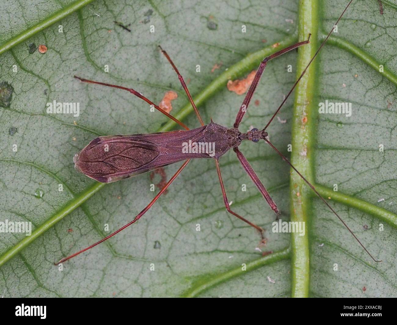 Heza hi-res stock photography and images - Alamy