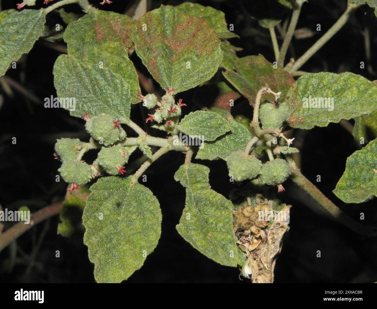 Suryavarti (Chrozophora rottleri) Plantae Stock Photo - Alamy