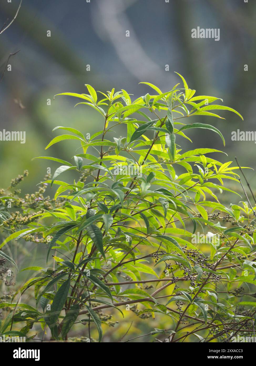 Five-leaved chaste tree (Vitex negundo) Plantae Stock Photo - Alamy