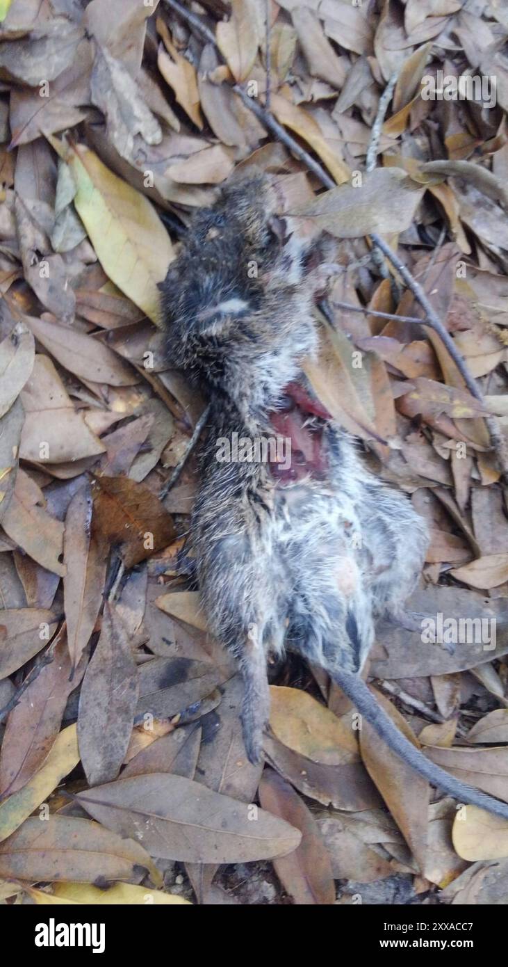 Hispid Cotton Rat (Sigmodon hispidus) Mammalia Stock Photo - Alamy