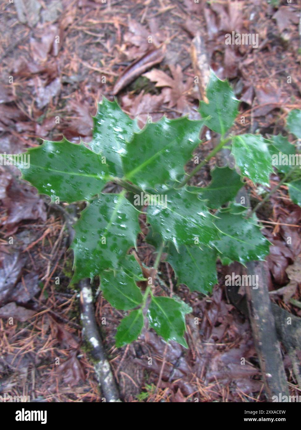European holly (Ilex aquifolium) Plantae Stock Photo - Alamy