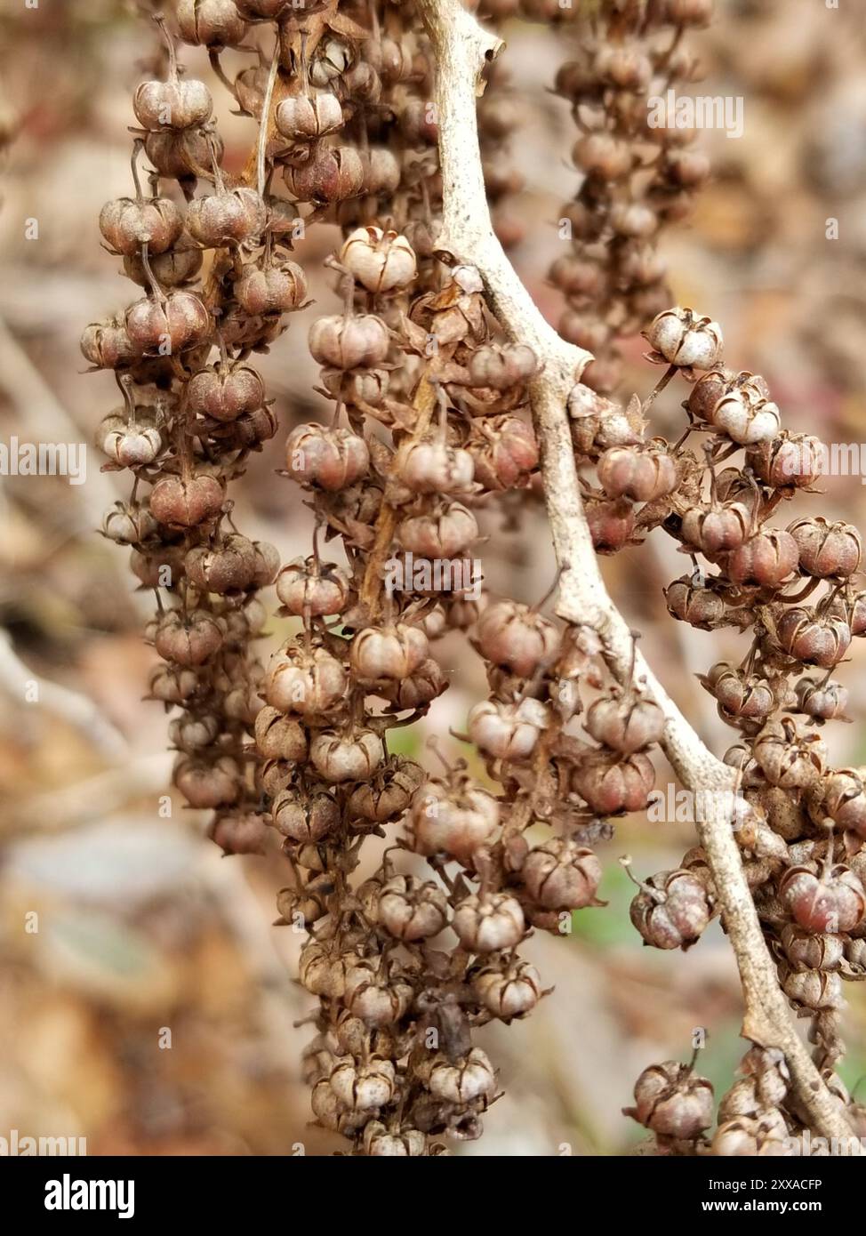 mountain doghobble (Leucothoe fontanesiana) Plantae Stock Photo - Alamy