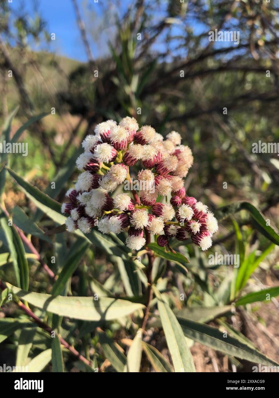 mule fat (Baccharis salicifolia) Plantae Stock Photo - Alamy