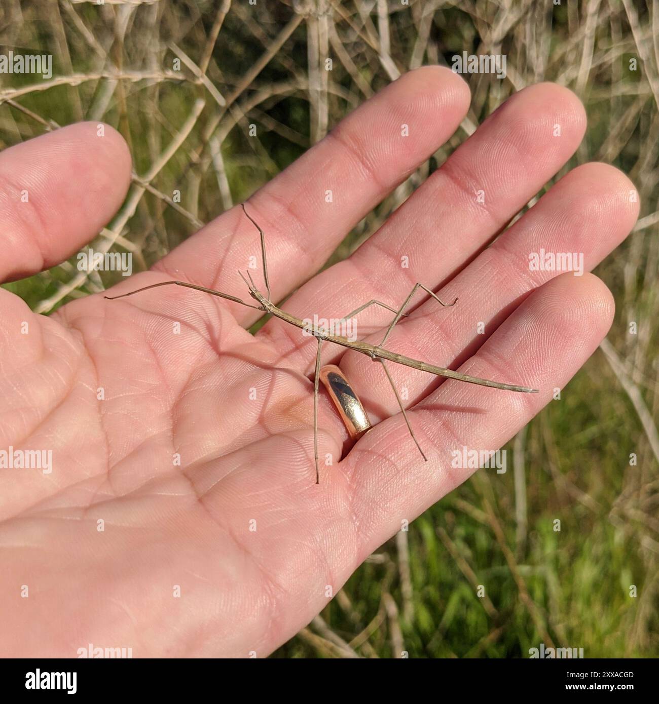 Short-horn Walkingsticks (Parabacillus) Insecta Stock Photo - Alamy