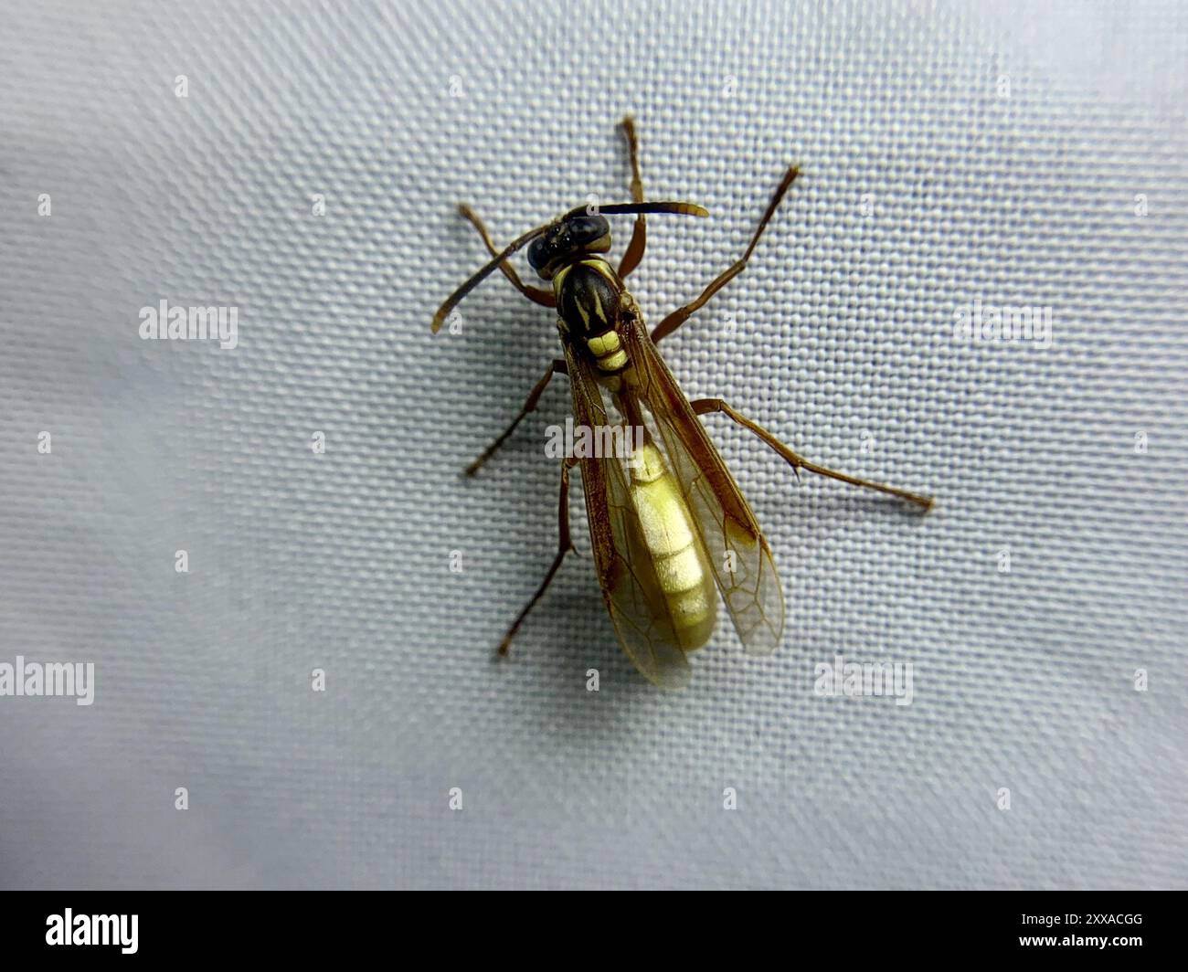Central American Paper Wasp (Apoica pallens) Insecta Stock Photo - Alamy