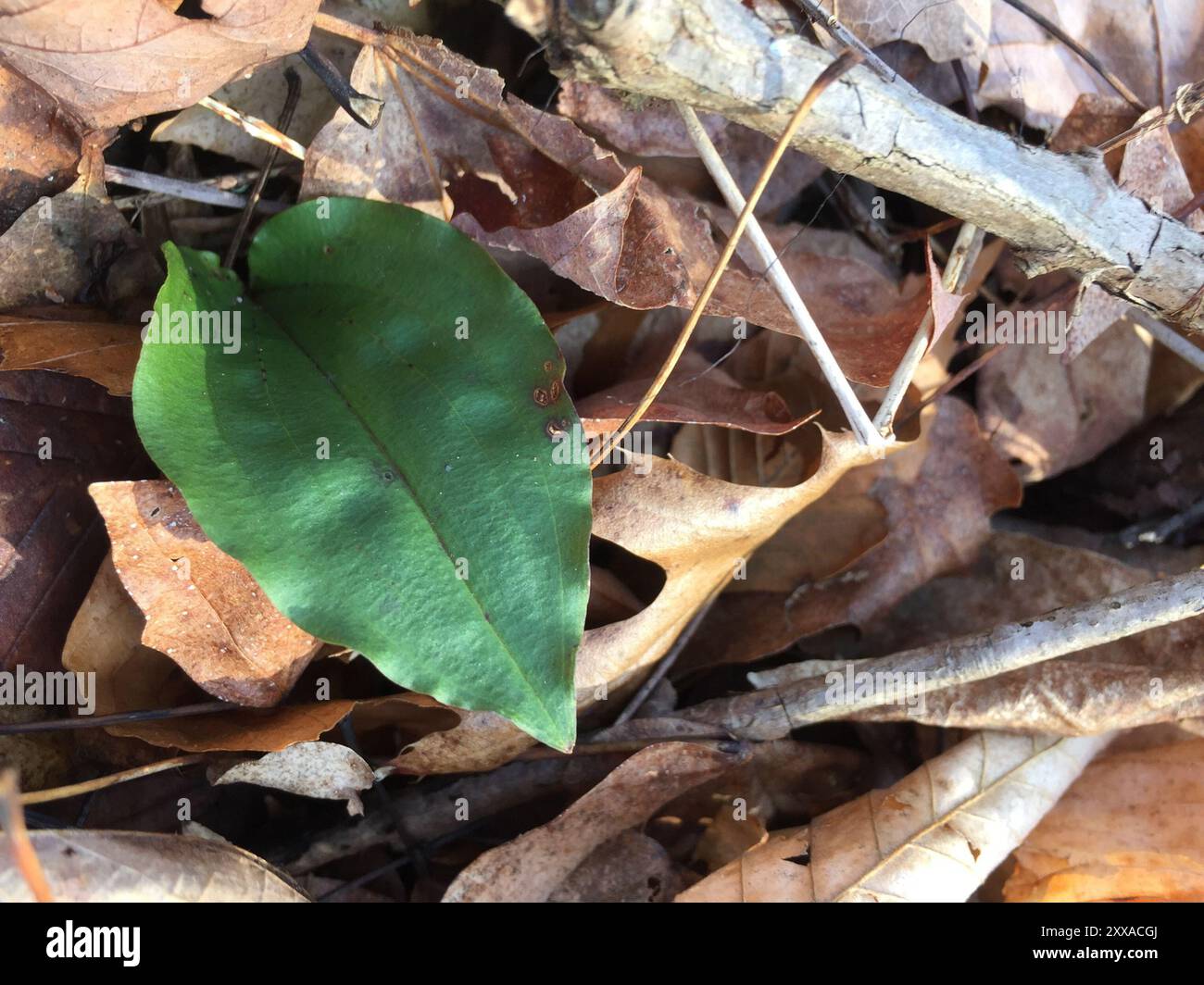crane-fly orchid (Tipularia discolor) Plantae Stock Photo - Alamy