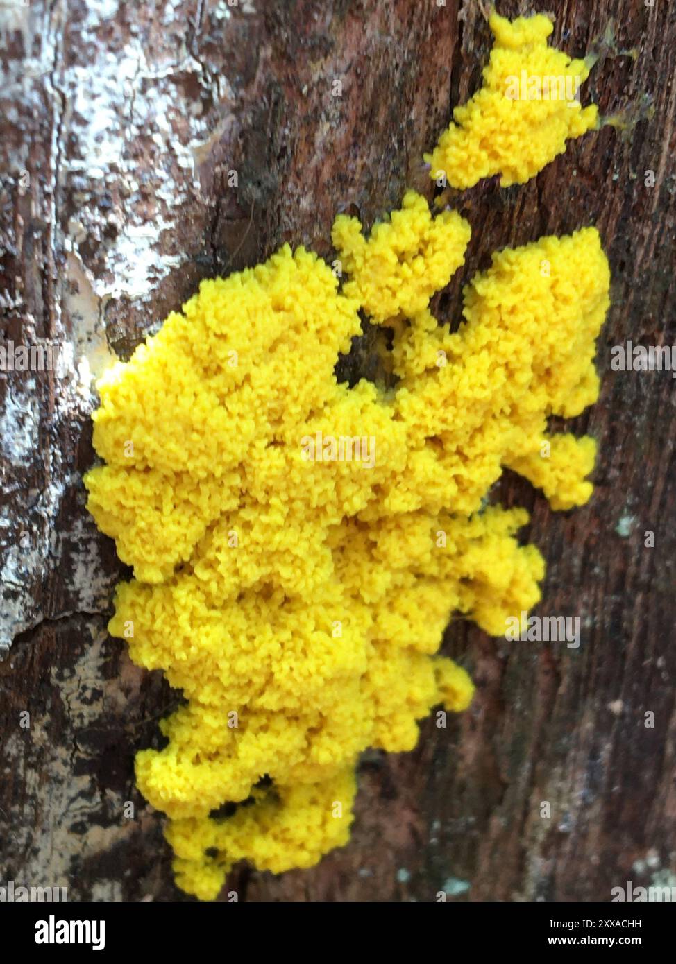 Dog Vomit Slime Mold (Fuligo septica) Protozoa Stock Photo - Alamy