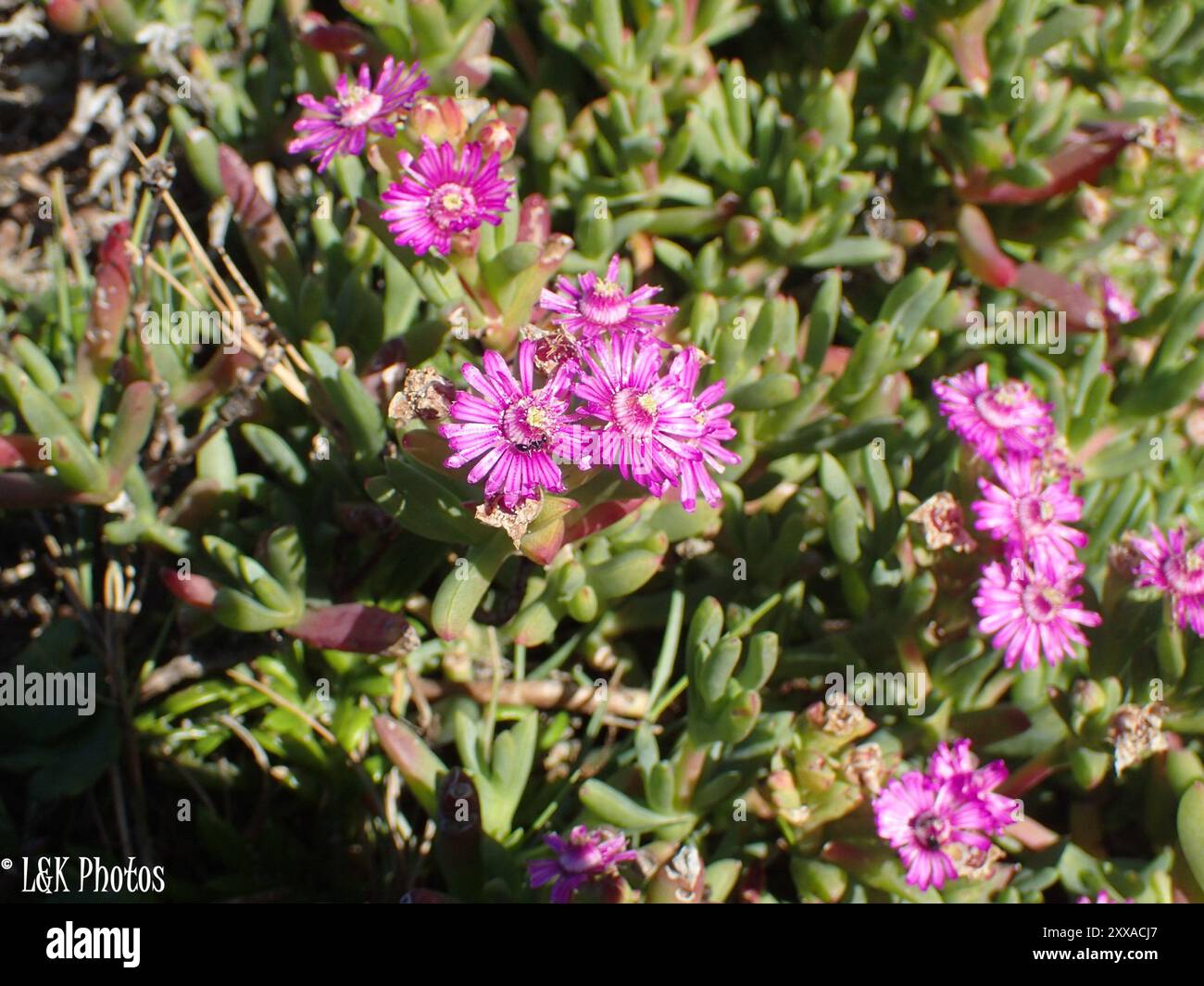 Beach Tentfig (Ruschia macowanii) Plantae Stock Photo - Alamy