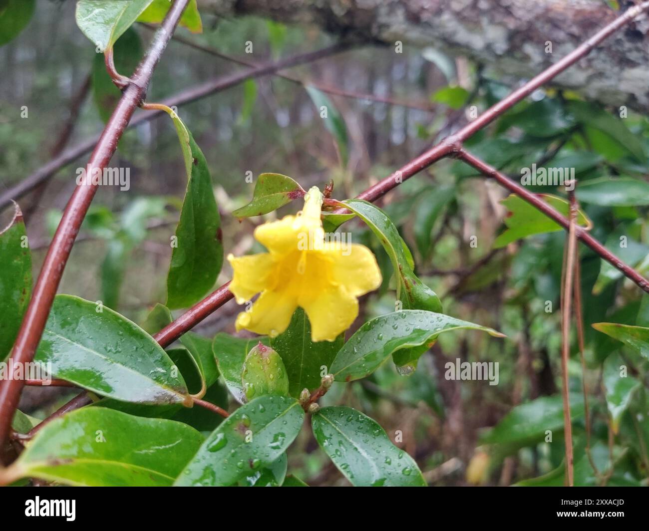 yellow jessamine (Gelsemium sempervirens) Plantae Stock Photo - Alamy