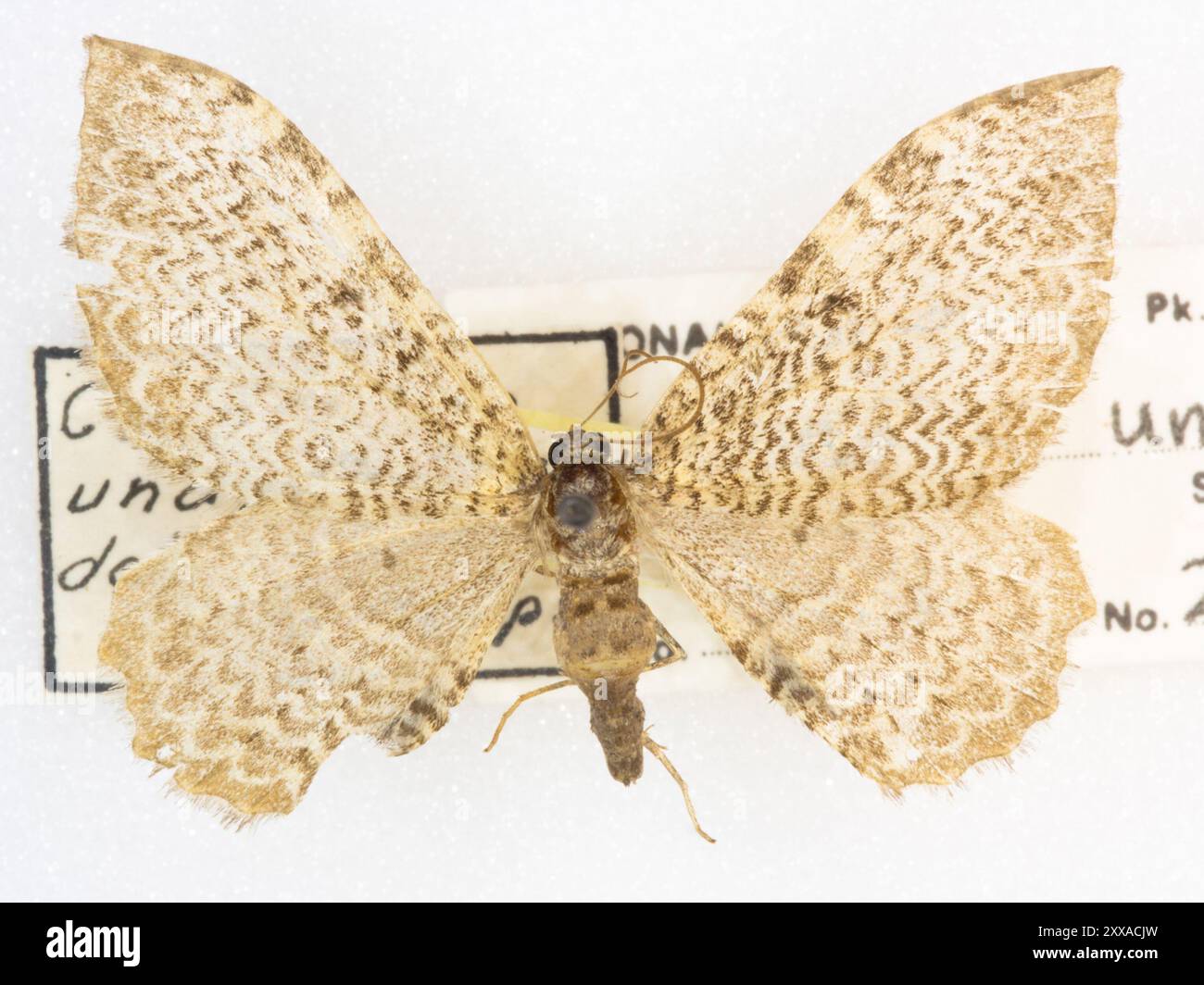 scallop shell moth (Hydria undulata) Insecta Stock Photo - Alamy