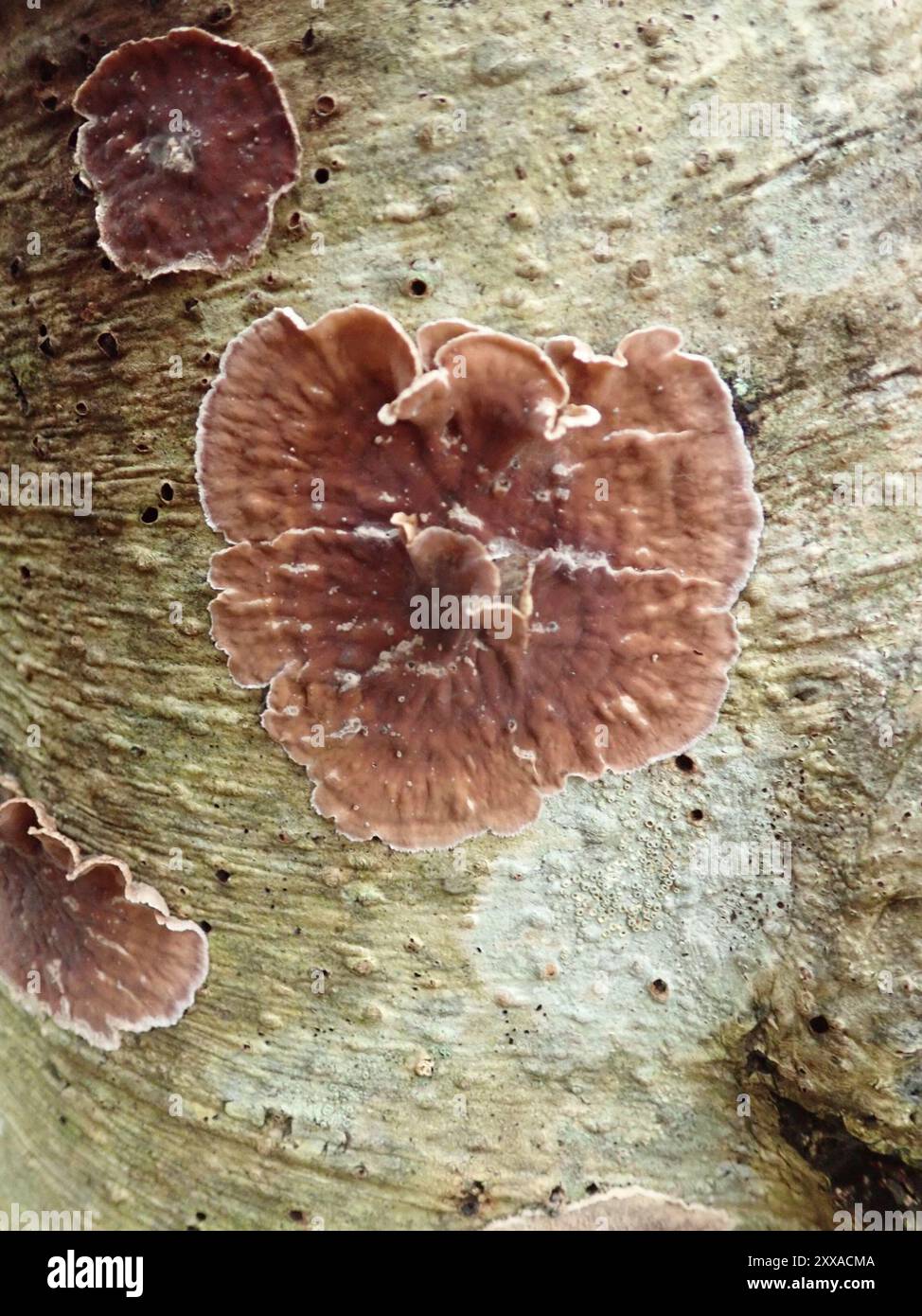 Basidiomycete Fungi (Basidiomycota) Fungi Stock Photo - Alamy