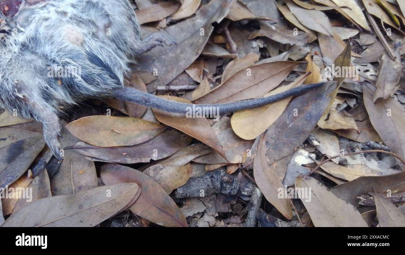 Hispid Cotton Rat (Sigmodon hispidus) Mammalia Stock Photo - Alamy