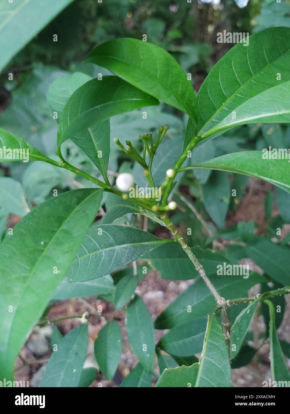 flowering plants (Angiospermae) Plantae Stock Photo - Alamy
