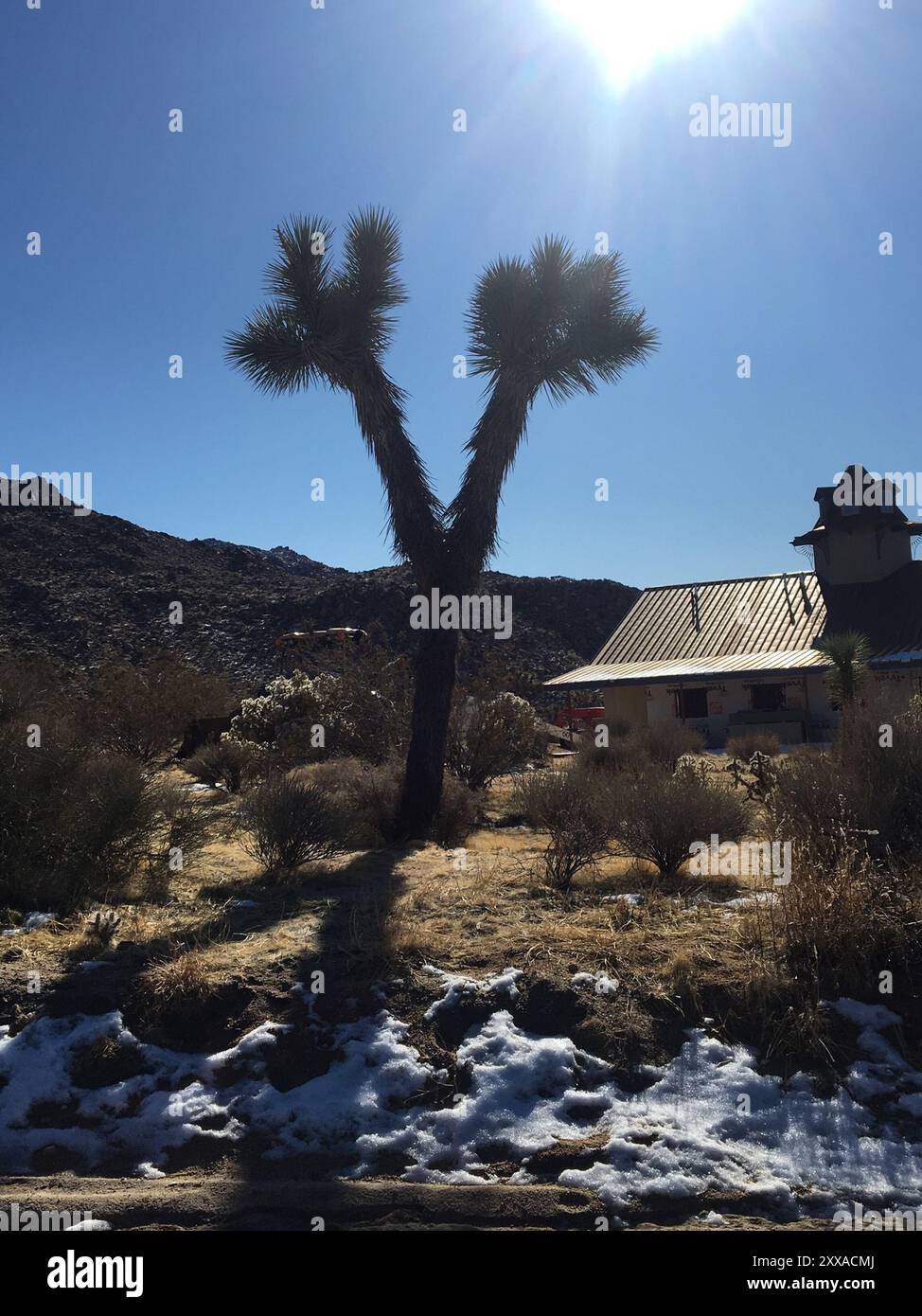 Joshua Tree (Yucca brevifolia) Plantae Stock Photo - Alamy