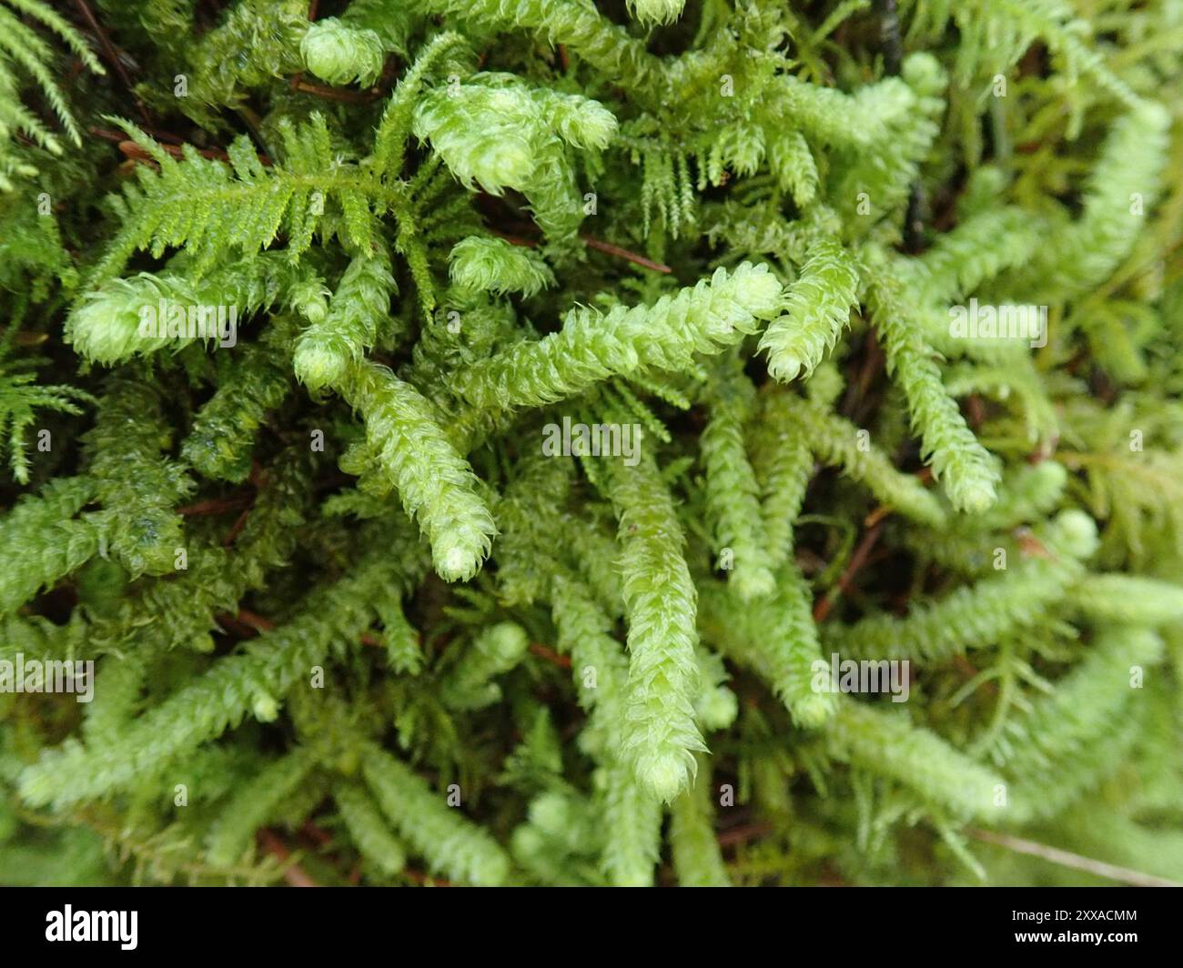 Pipecleaner Moss (Rhytidiopsis robusta) Plantae Stock Photo - Alamy