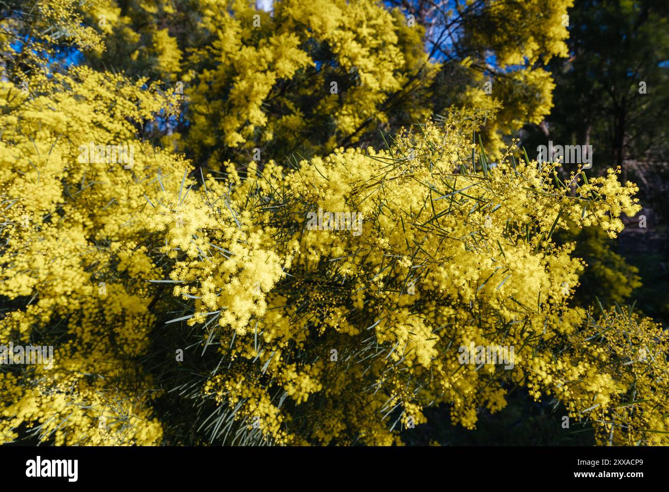 Golden Wattle in Melbourne Australia Stock Photo - Alamy