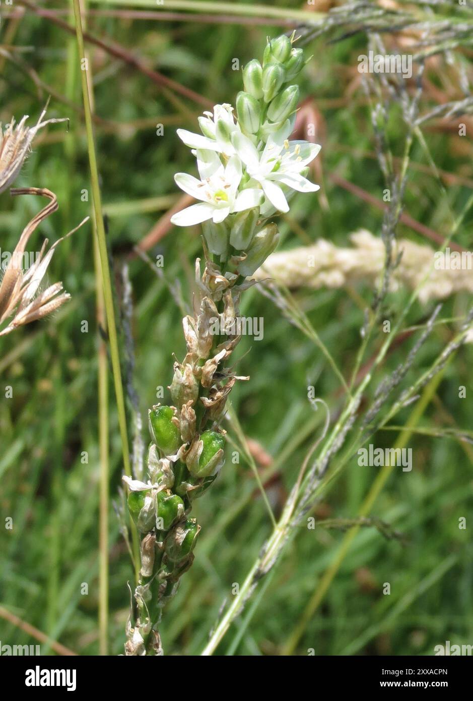 Grass-leaved Chincherinchee (Ornithogalum juncifolium) Plantae Stock ...