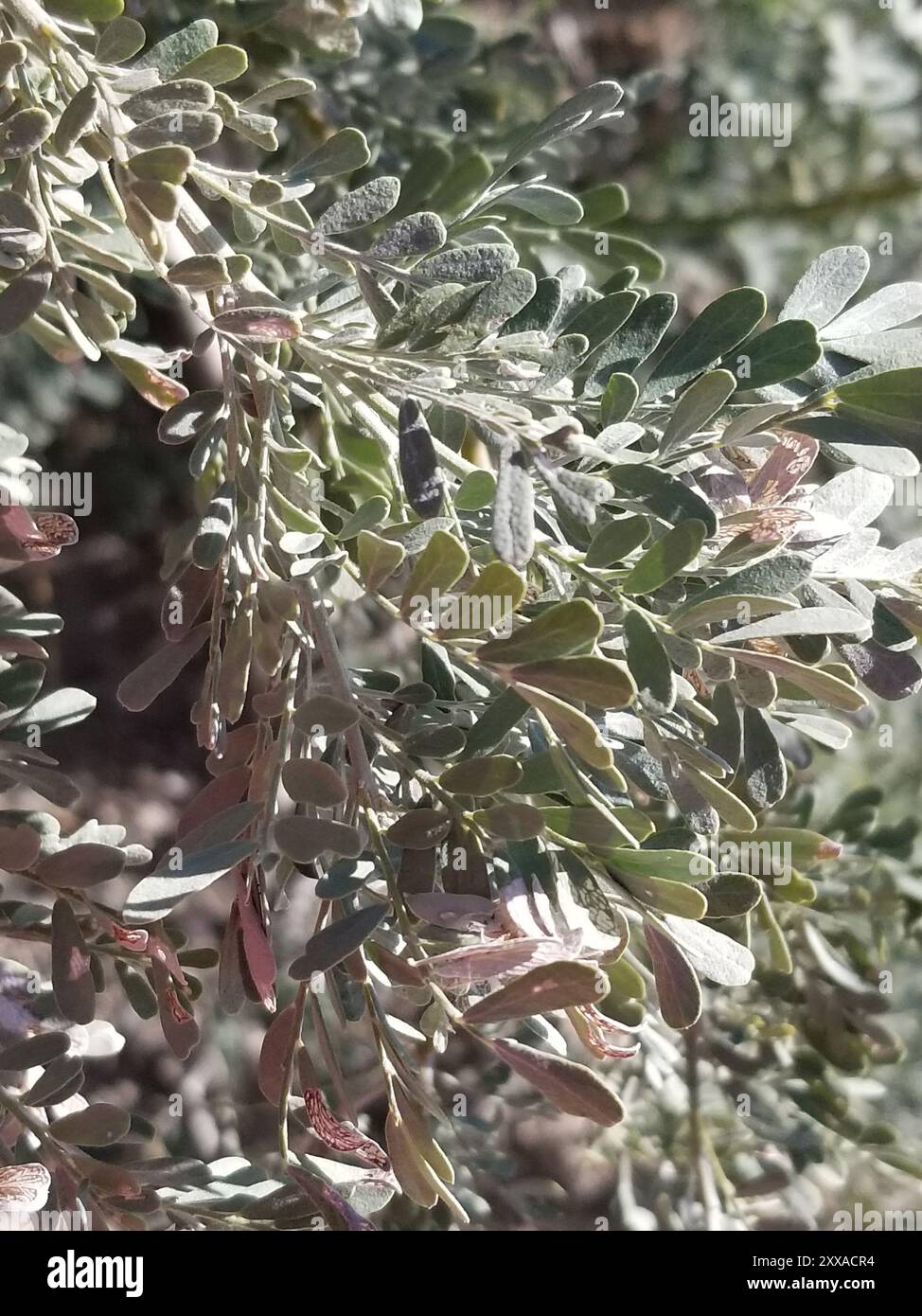 desert ironwood (Olneya tesota) Plantae Stock Photo - Alamy