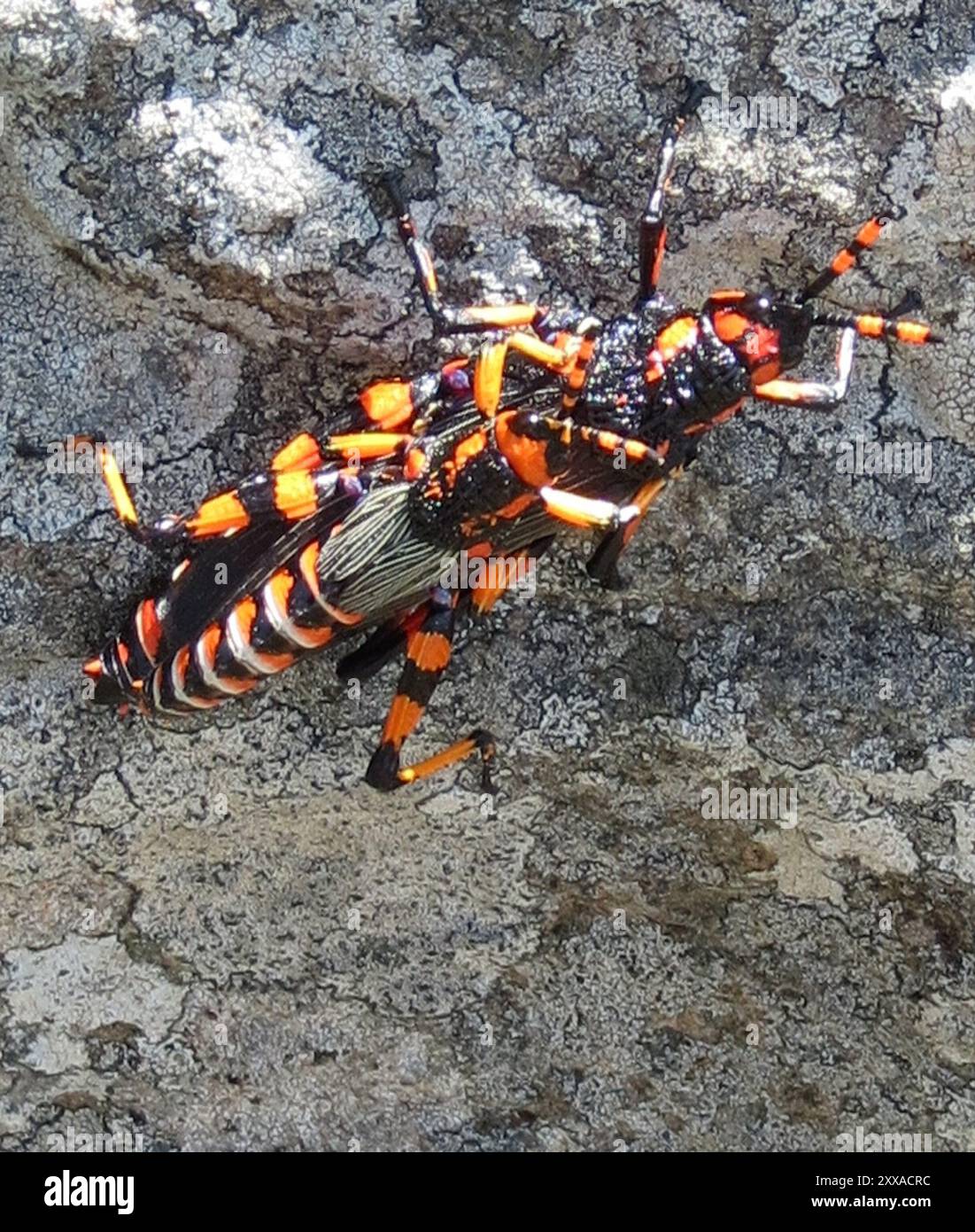Koppie Foam Grasshopper (Dictyophorus spumans) Insecta Stock Photo - Alamy