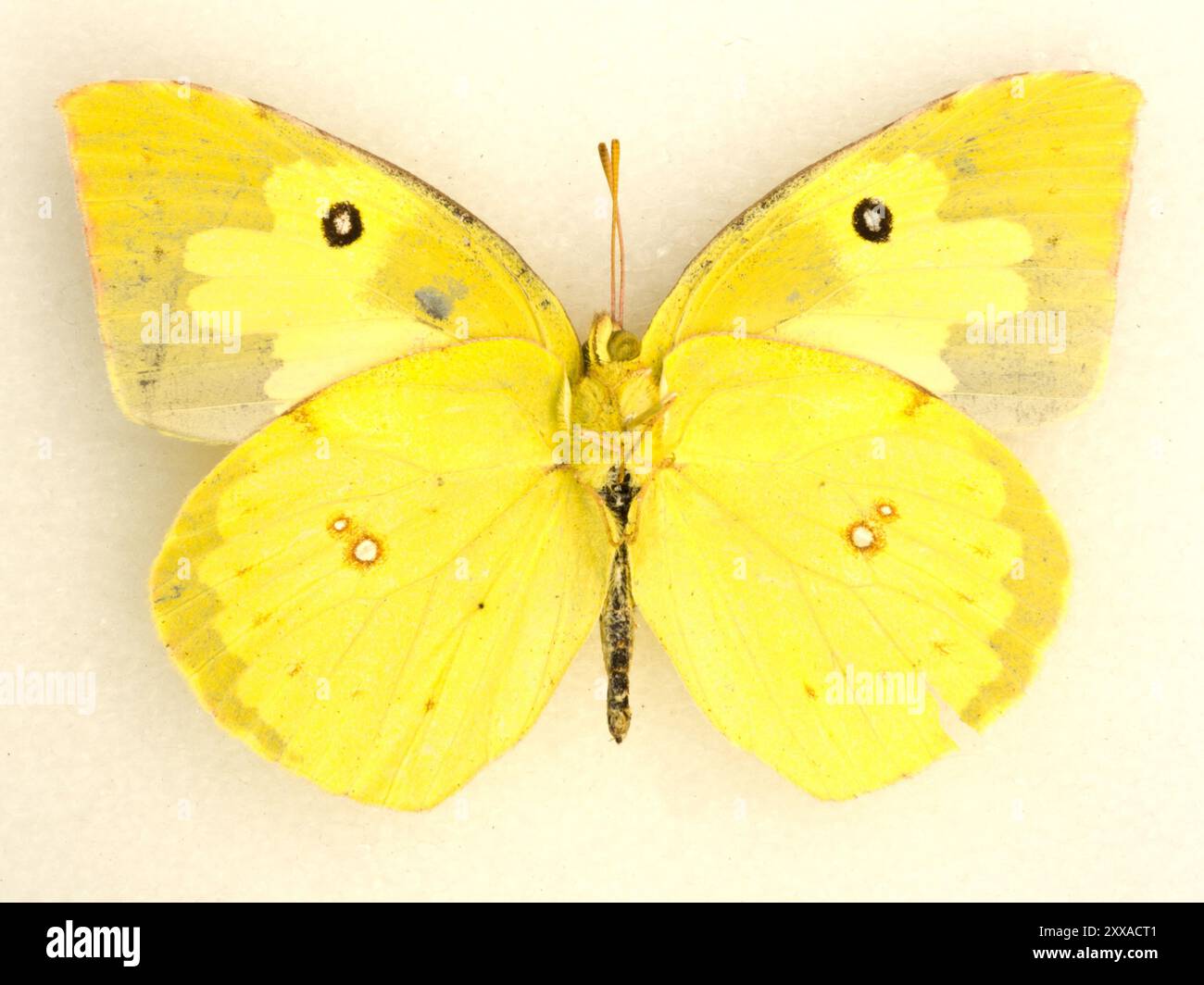 Southern Dogface (Zerene cesonia) Insecta Stock Photo - Alamy