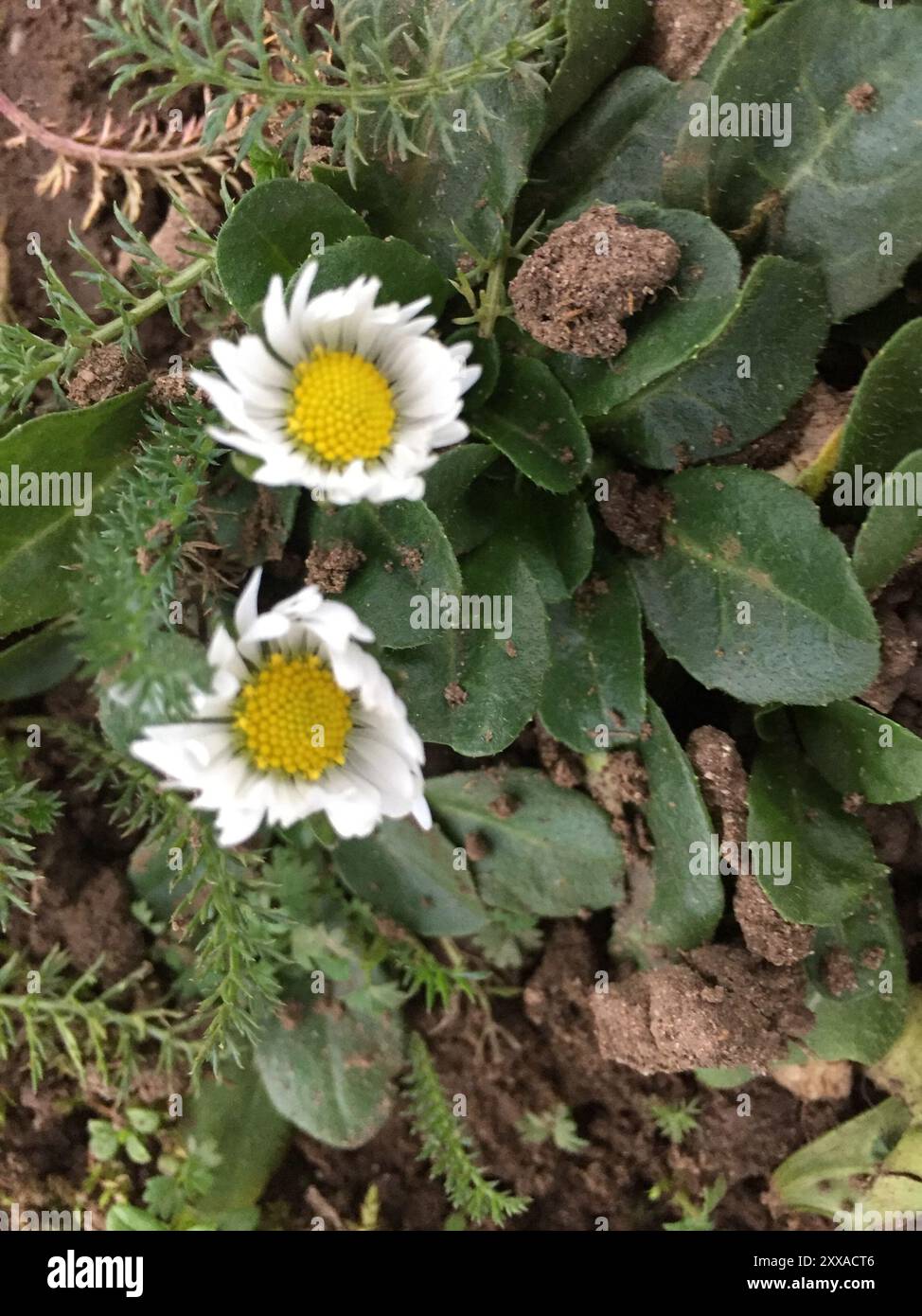 Lawn daisy (Bellis perennis) Plantae Stock Photo - Alamy