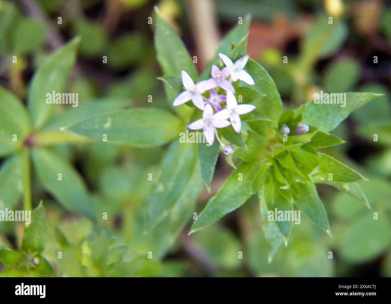 Field madder (Sherardia arvensis) Plantae Stock Photo - Alamy