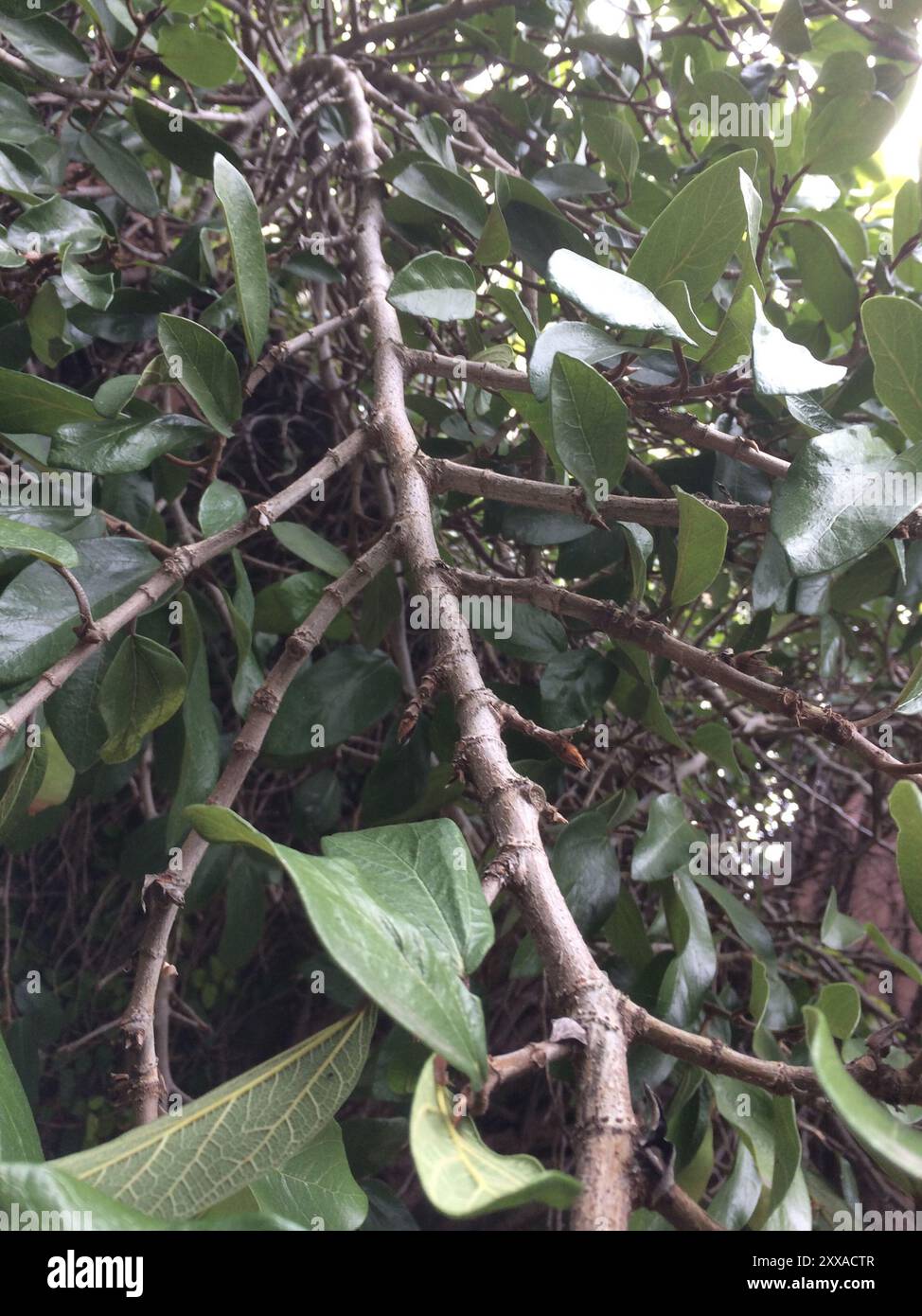 Climbing fig (Ficus pumila) Plantae Stock Photo - Alamy