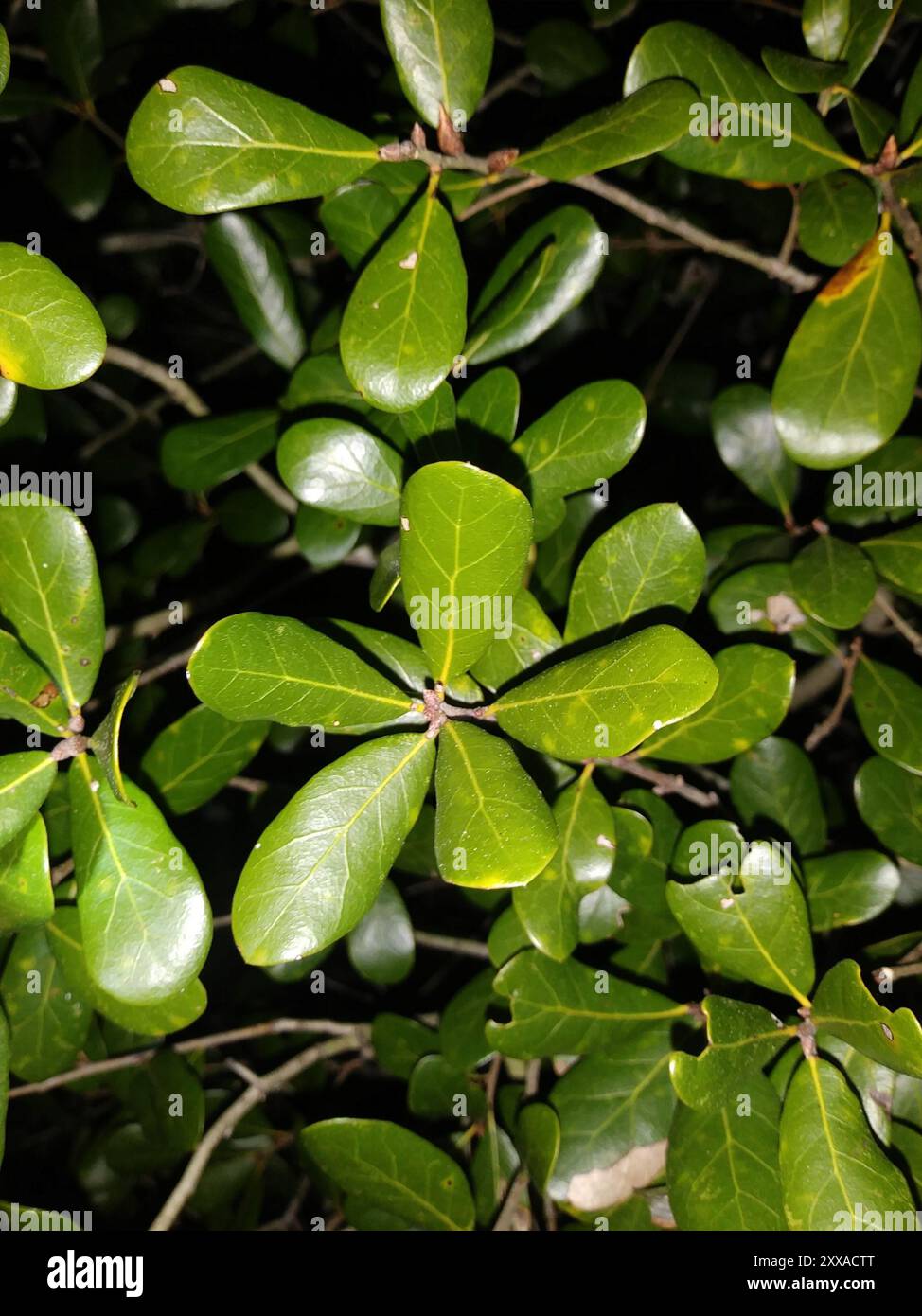 Myrtle Oak (Quercus myrtifolia) Plantae Stock Photo - Alamy
