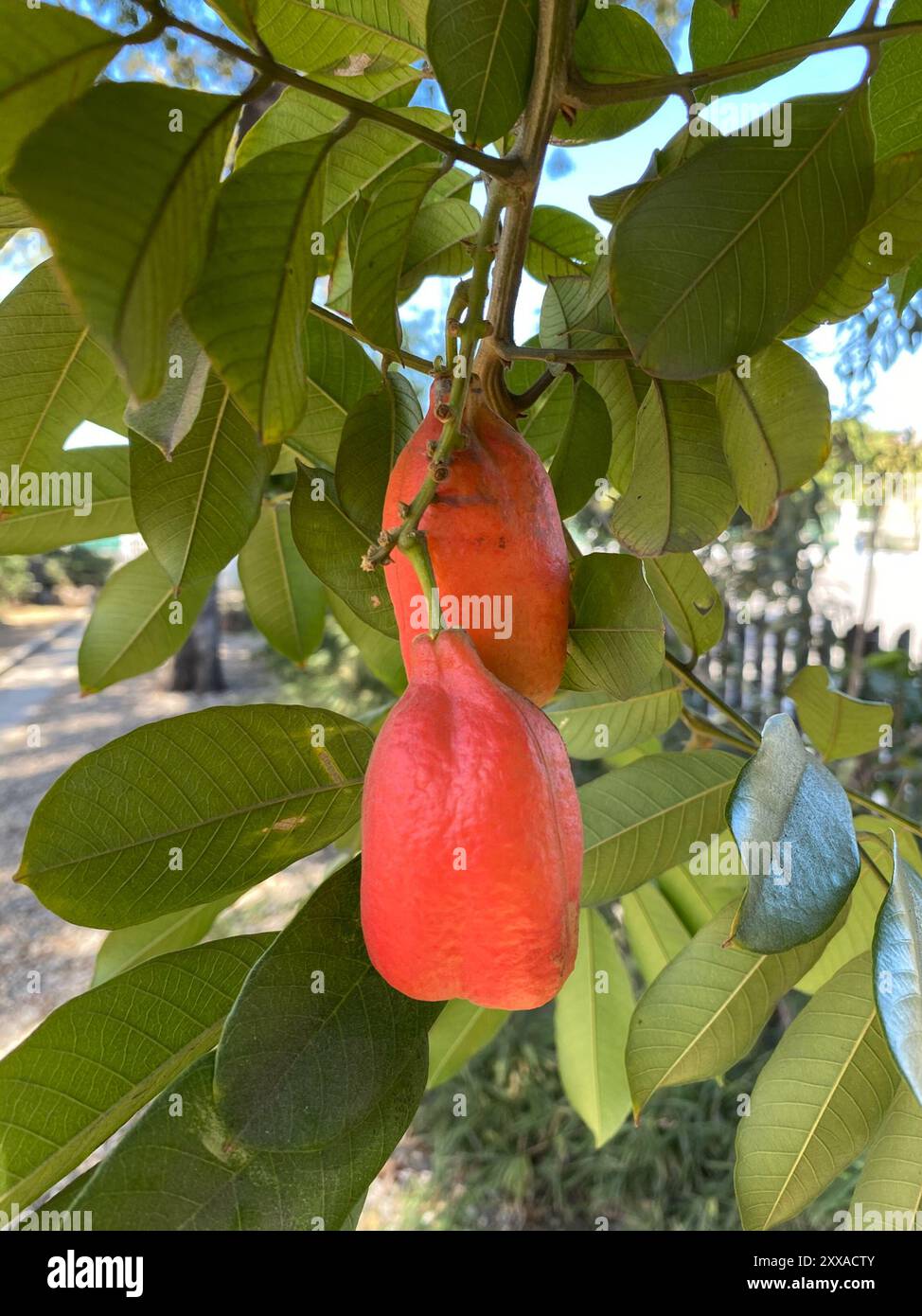 Ackee (Blighia sapida) Plantae Stock Photo - Alamy