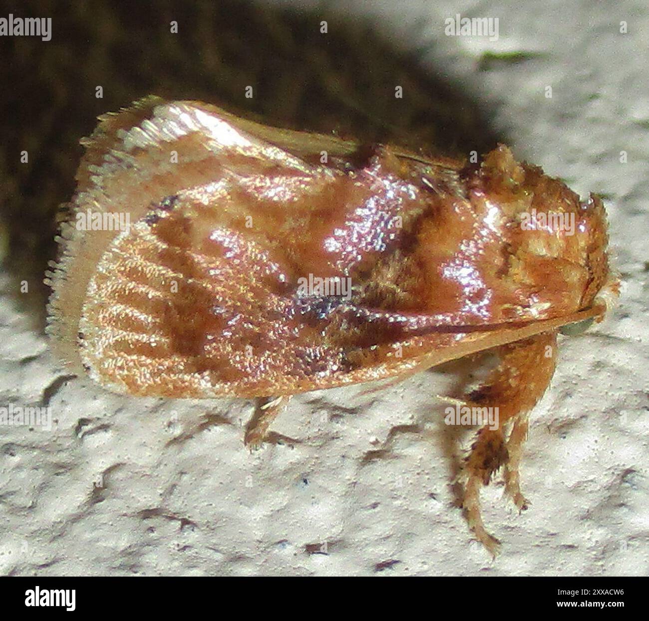 Satin Slug (Neogavara imitans) Insecta Stock Photo - Alamy