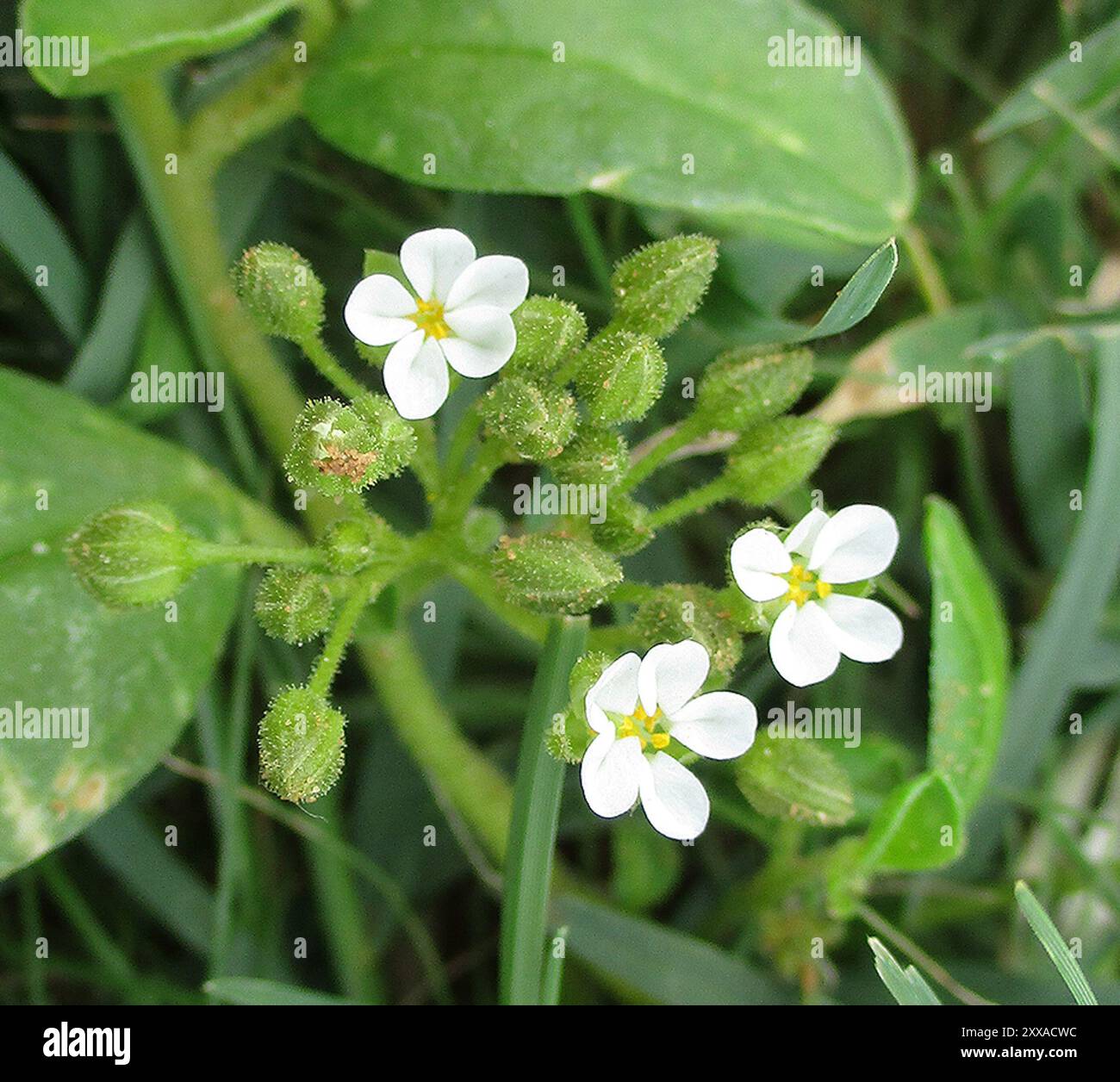 (Limeum viscosum transvaalense) Plantae Stock Photo - Alamy