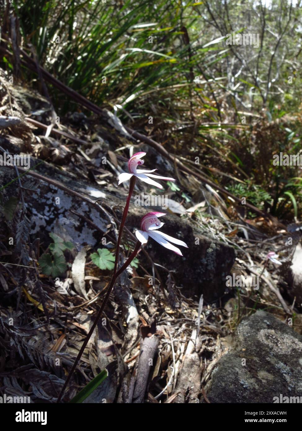 mountain caladenia (Caladenia alpina) Plantae Stock Photo - Alamy