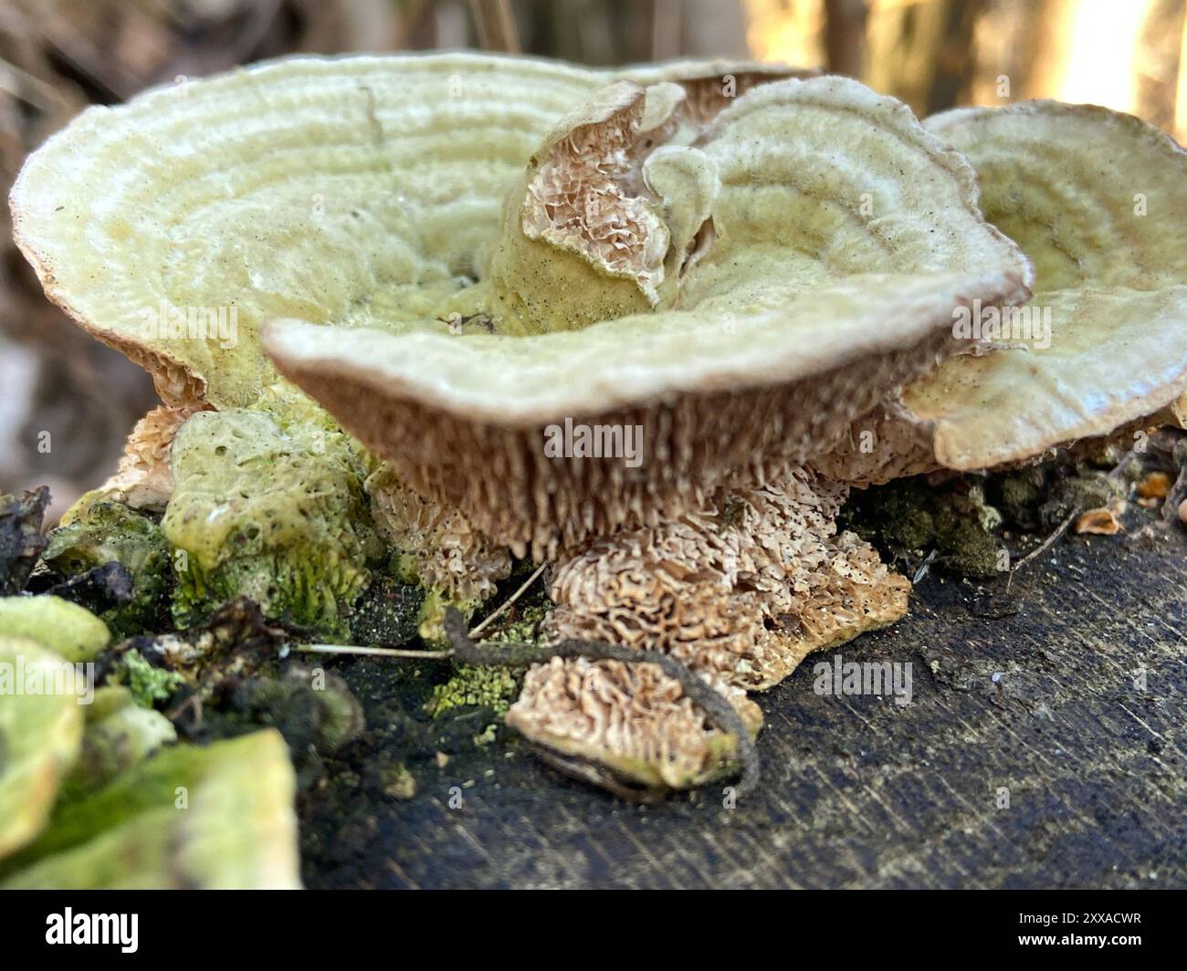 Gilled Polypore (Trametes betulina) Fungi Stock Photo - Alamy