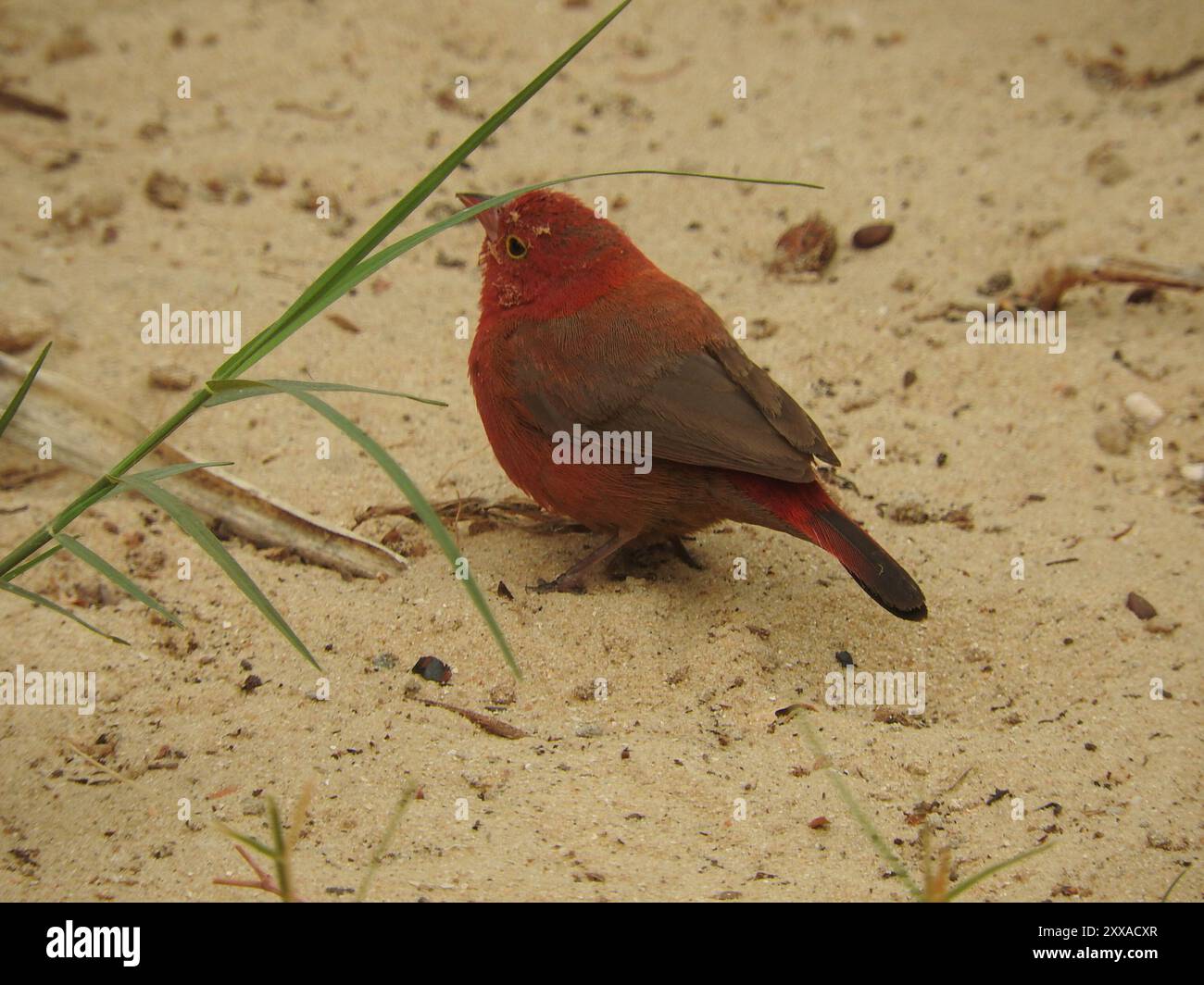 Red-billed Firefinch (Lagonosticta senegala) Aves Stock Photo - Alamy