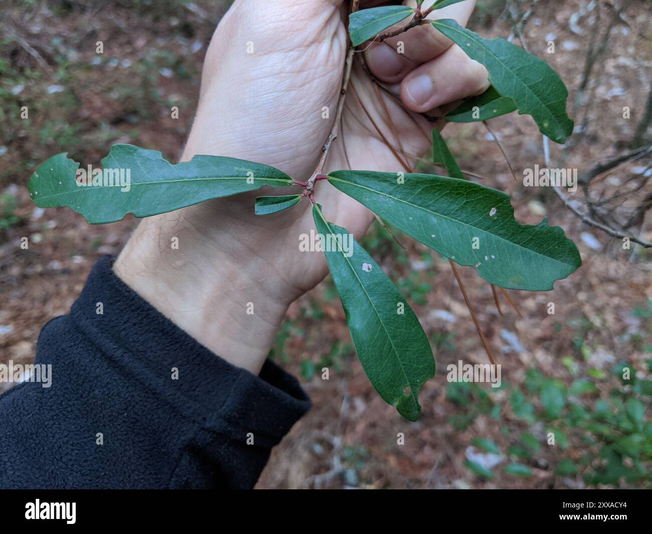Swamp titi (Cyrilla racemiflora) Plantae Stock Photo - Alamy