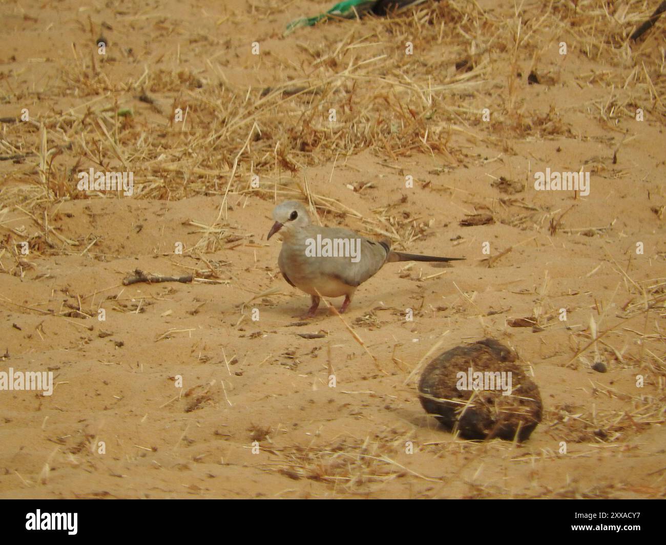 Namaqua Dove (Oena capensis) Aves Stock Photo - Alamy