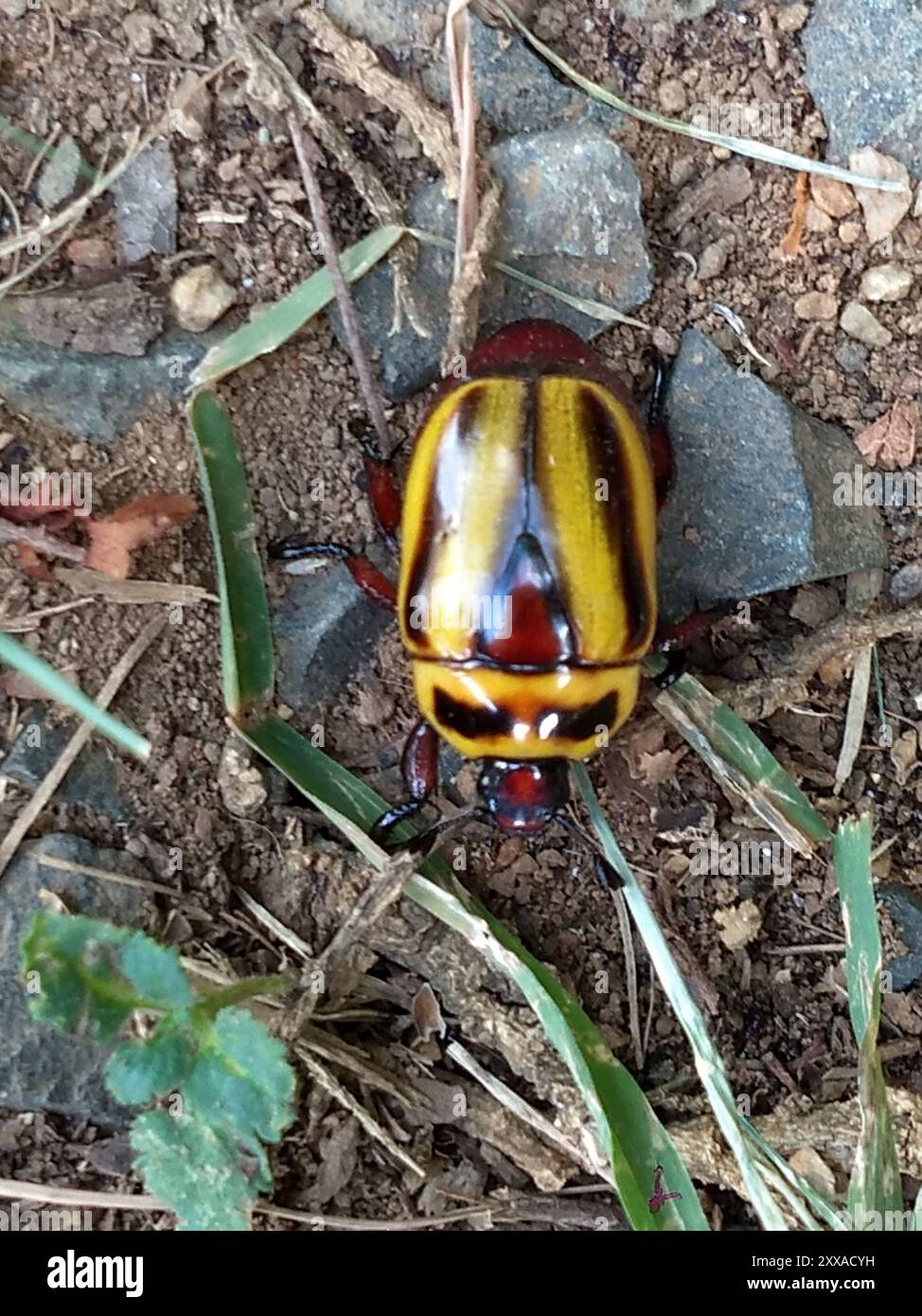 (Macraspis cincta) Insecta Stock Photo - Alamy
