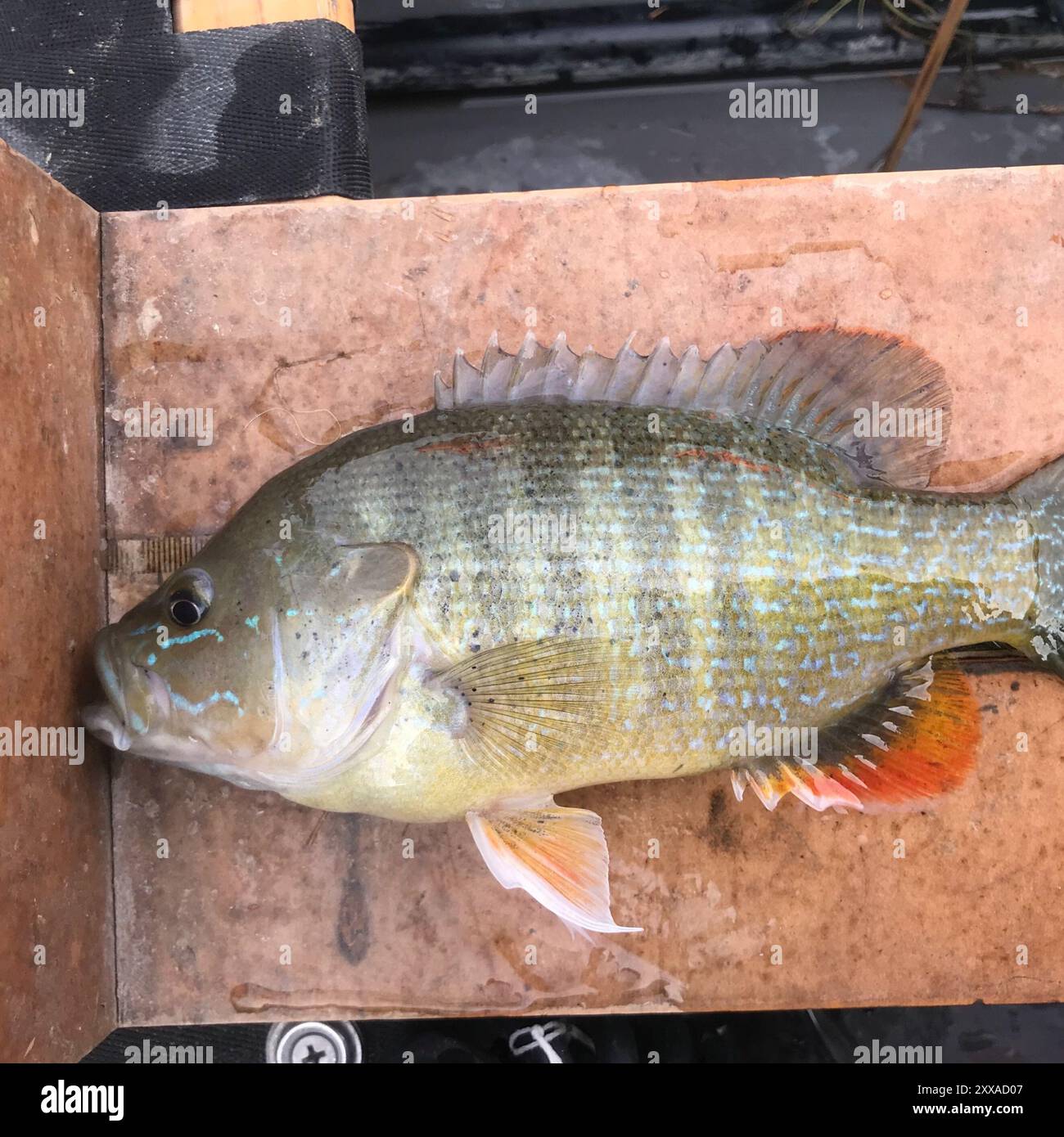 Green Sunfish (Lepomis cyanellus) Actinopterygii Stock Photo - Alamy