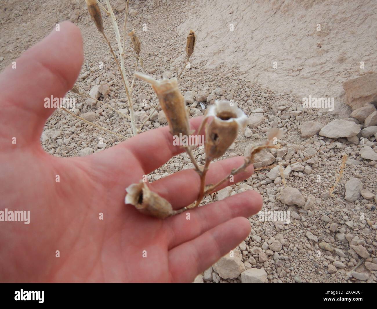 Blazingstars (Mentzelia) Plantae Stock Photo - Alamy