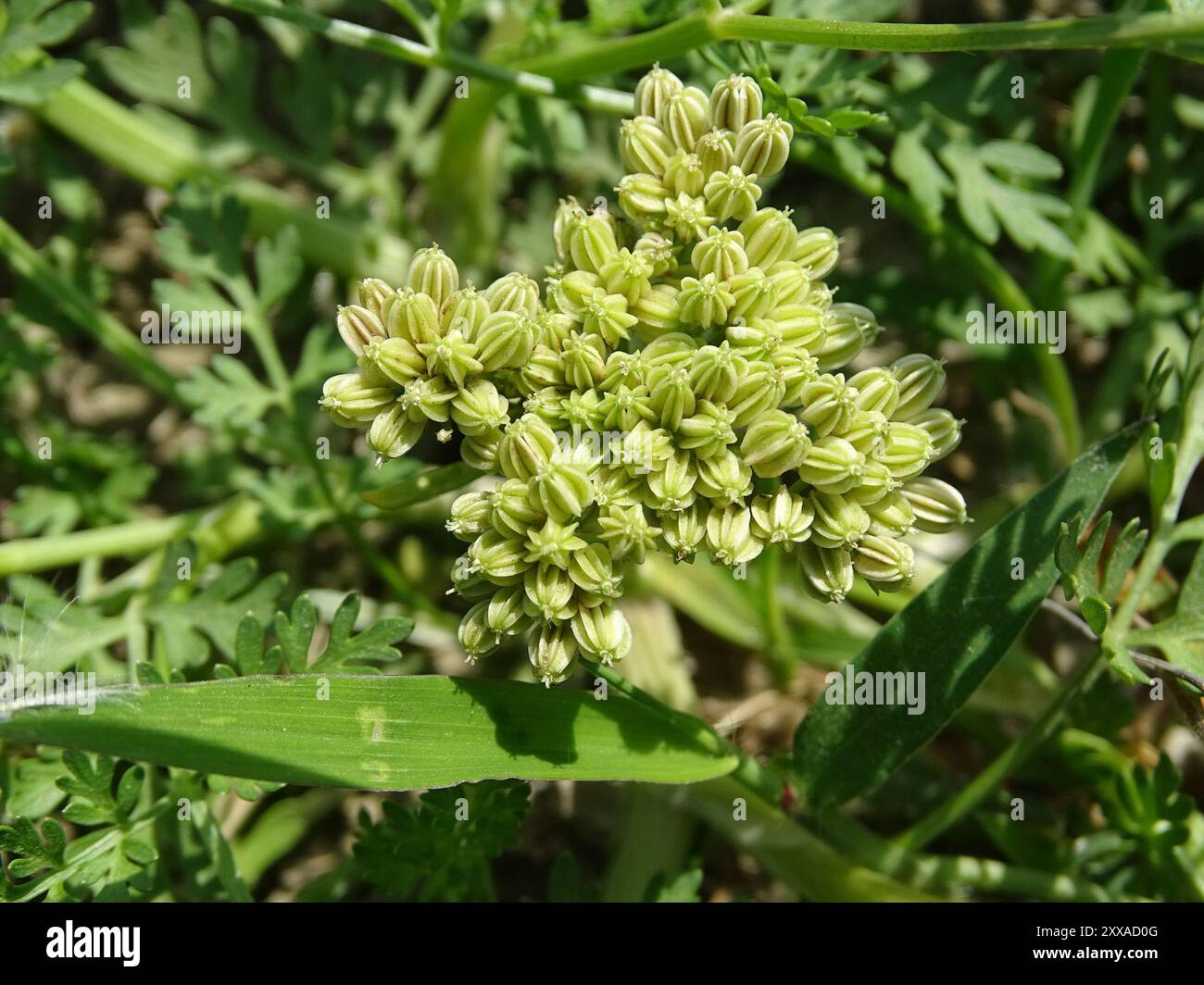 Snowparsley hi-res stock photography and images - Alamy