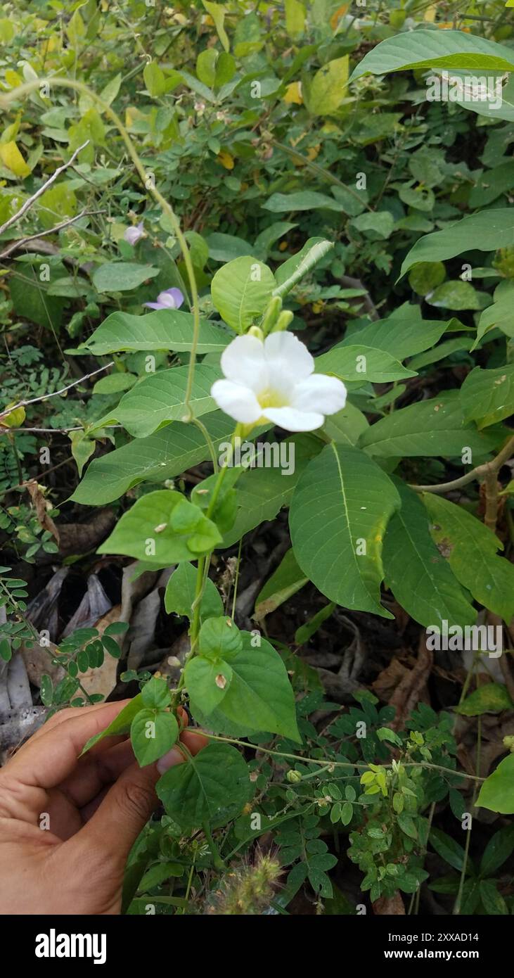 Asian Coromandel (Asystasia gangetica) Plantae Stock Photo - Alamy