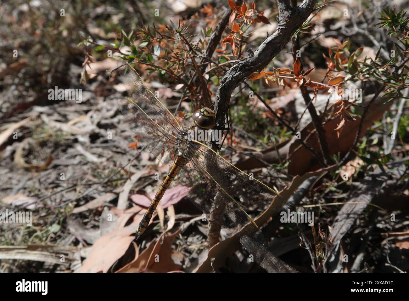 Australian Emperor (Anax papuensis) Insecta Stock Photo - Alamy